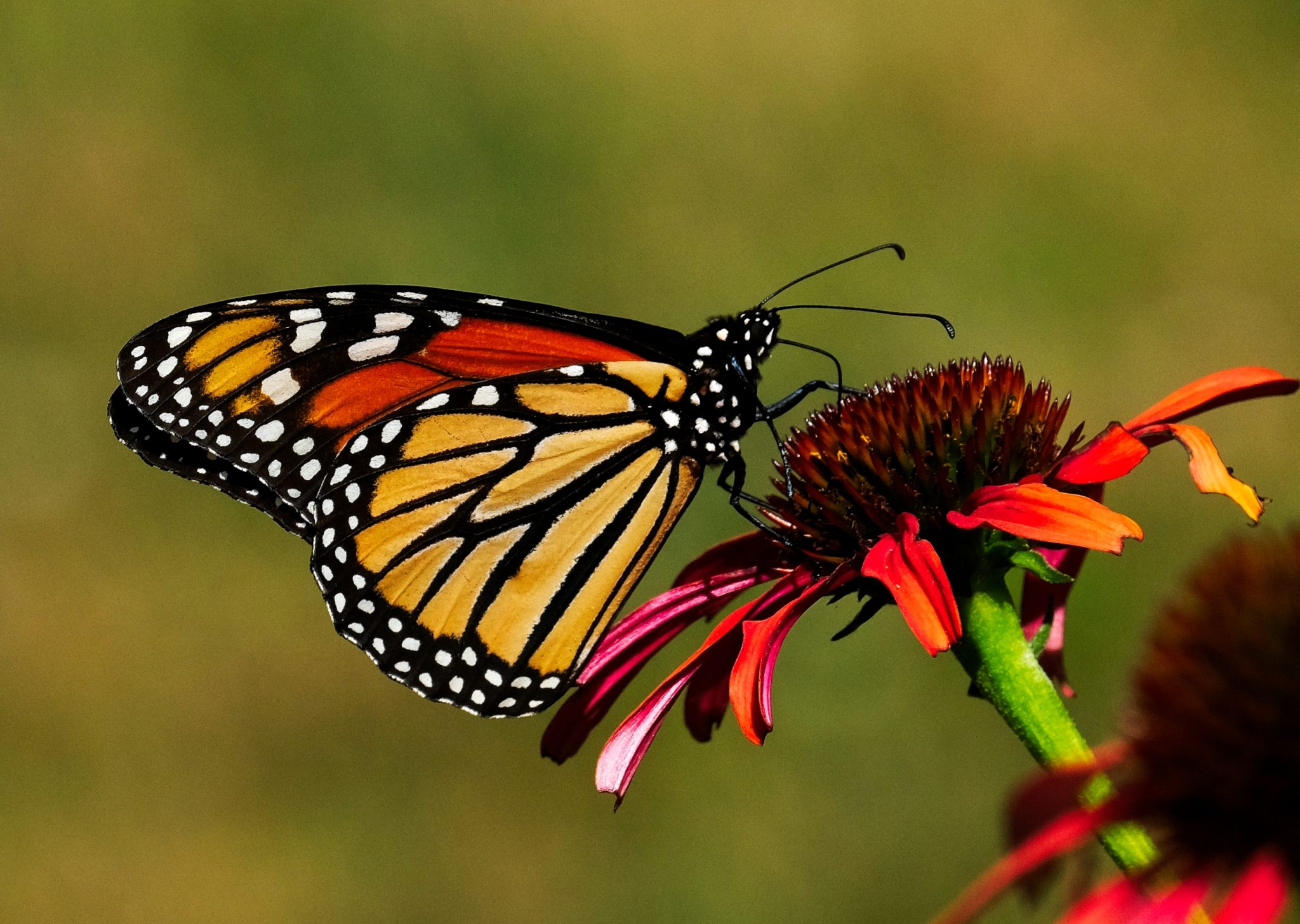 Hummingbird & Butterfly Gardens - Pondscapes And More